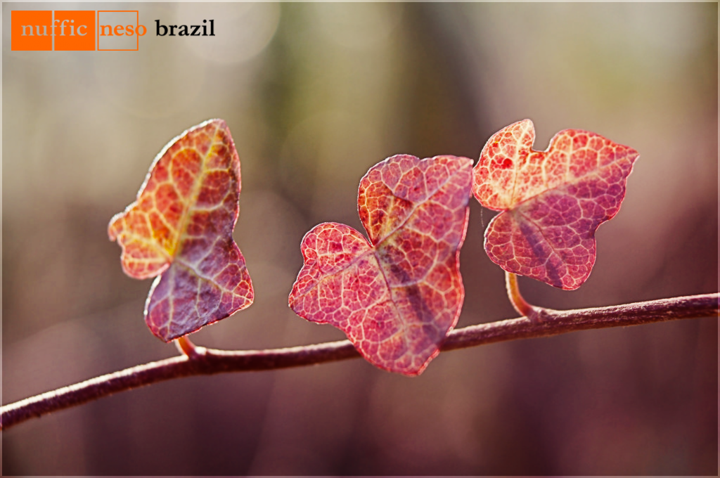 Nuffic Neso oferece, no auditório da FACE, palestra sobre estudos na ...