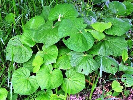 Caápeba, capeba, pariparoba, periparoba (folhas)